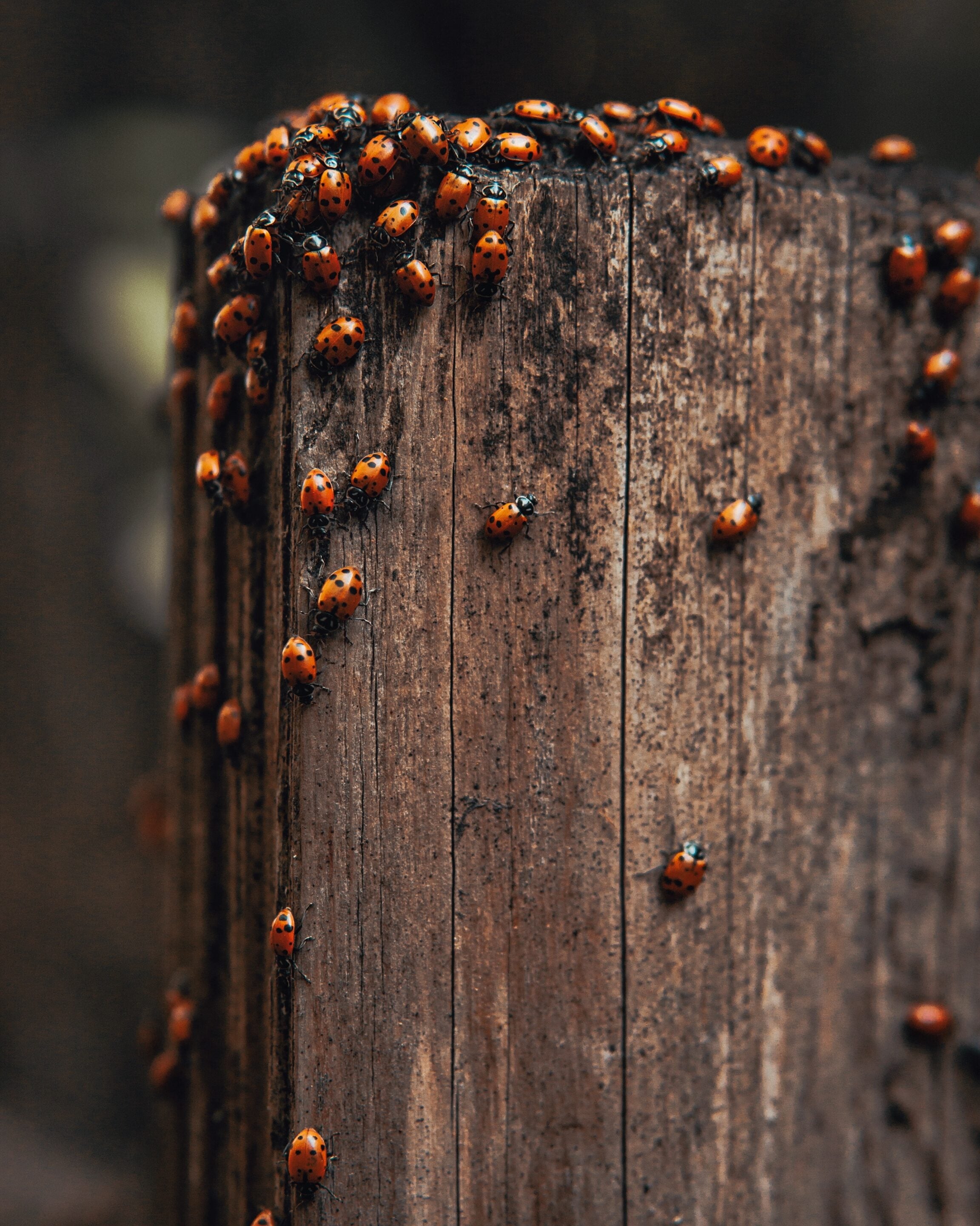 Winter Pest Prevention: Sargent Pest Solutions' Top Tips
