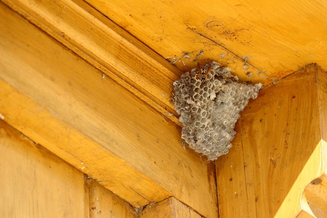 Summer Pest Control: Sargent Pest Solutions in SC
